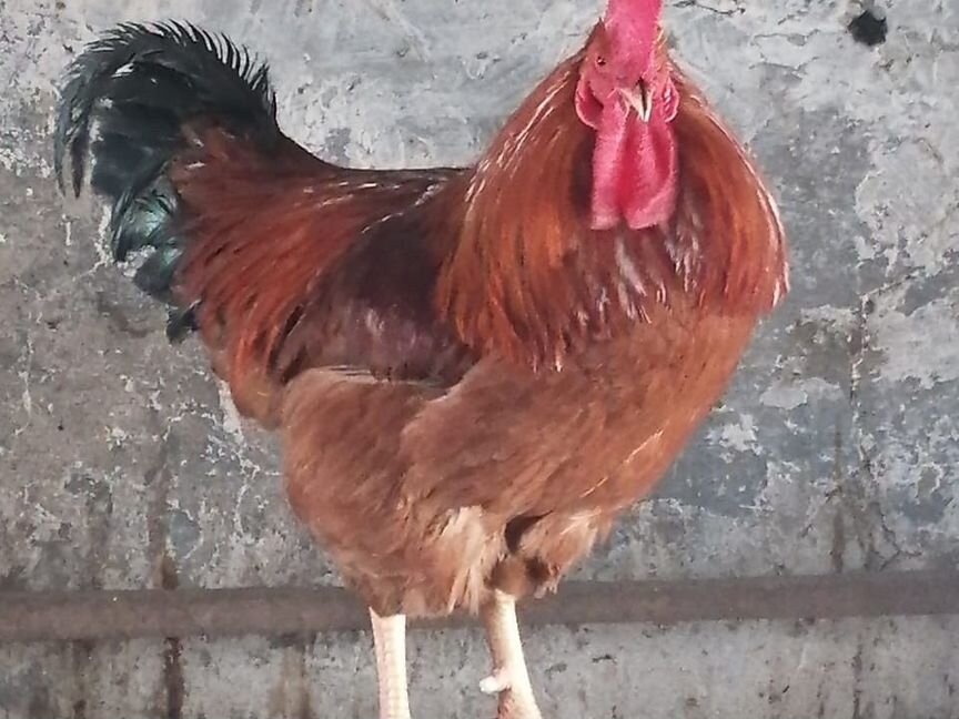 Петух кучинская юбилейная