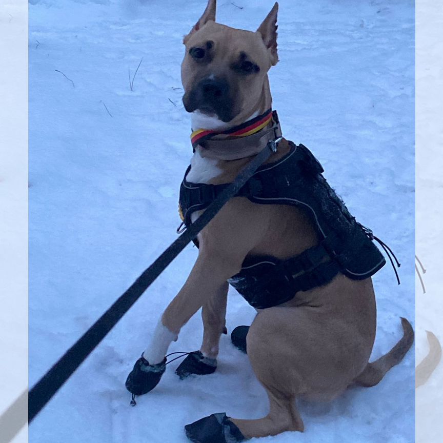 Американский стаффордширский терьер, щенок