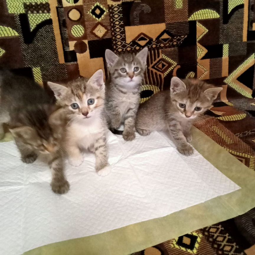 Котята