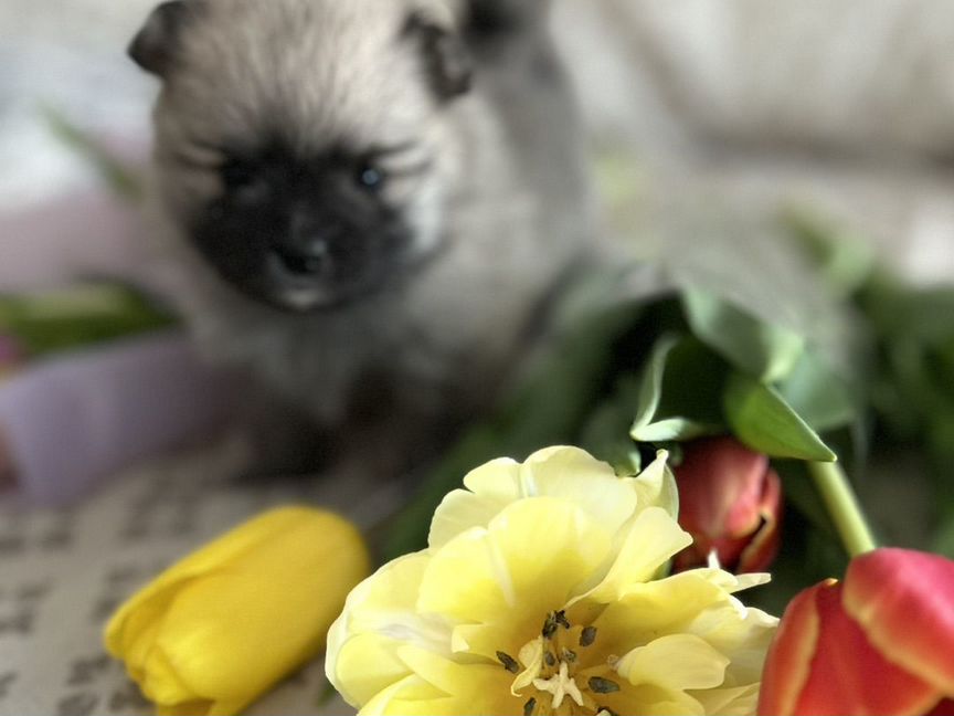 Шпиц щенки щеночки