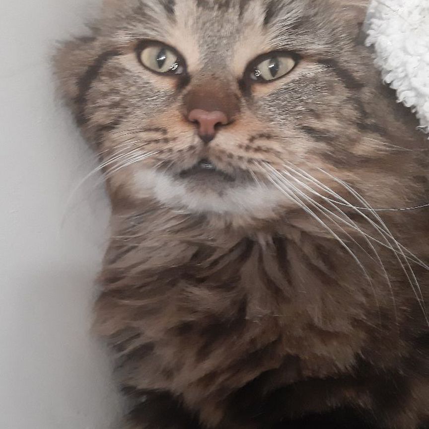 Никто не ищет котика