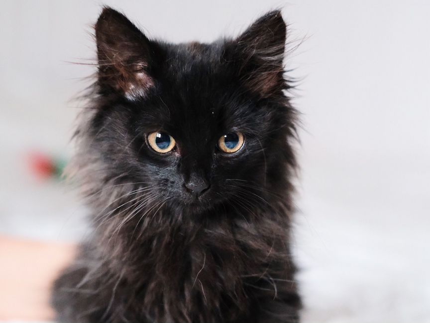 Лапушка чёрная кошечка котёнок