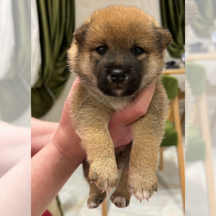 Сиба ину щенки