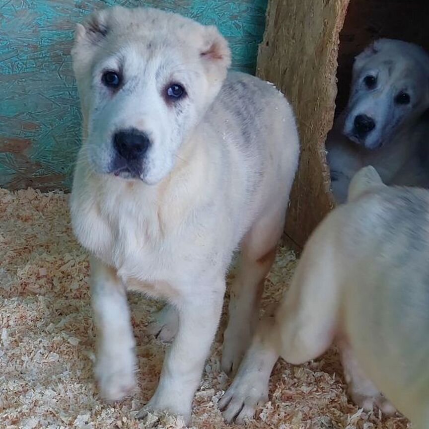 Щенки среднеазиатской овчарки