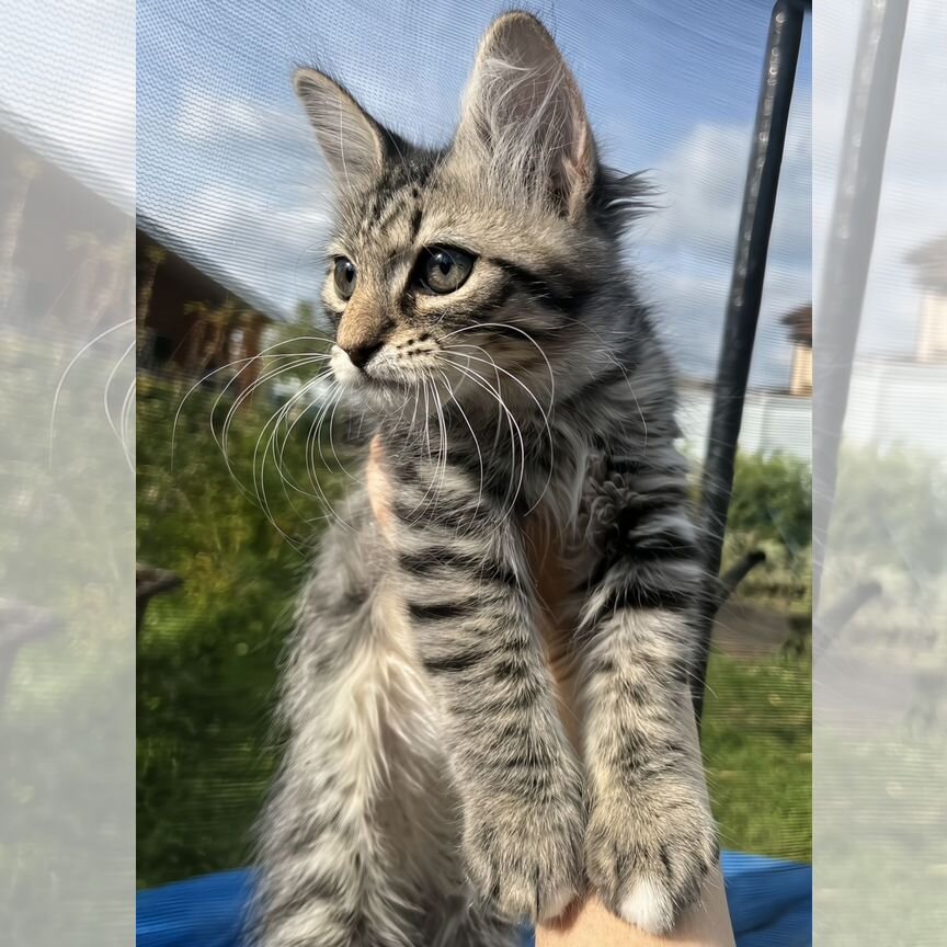 Сибирский котенок