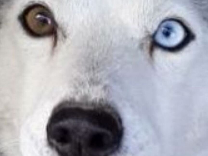 Сибирский хаски. Ищем ей дом