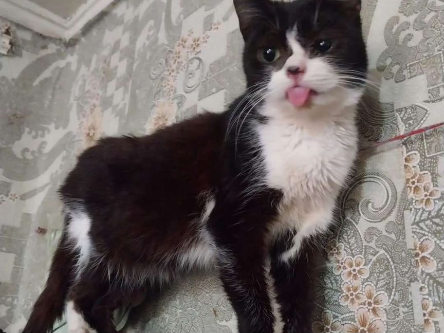 Кошка Кнопа