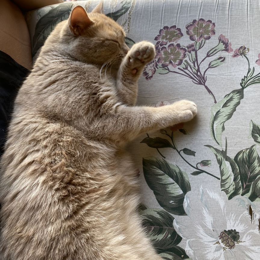 Отдам кошку в добрые руки, стерилизована, девочка