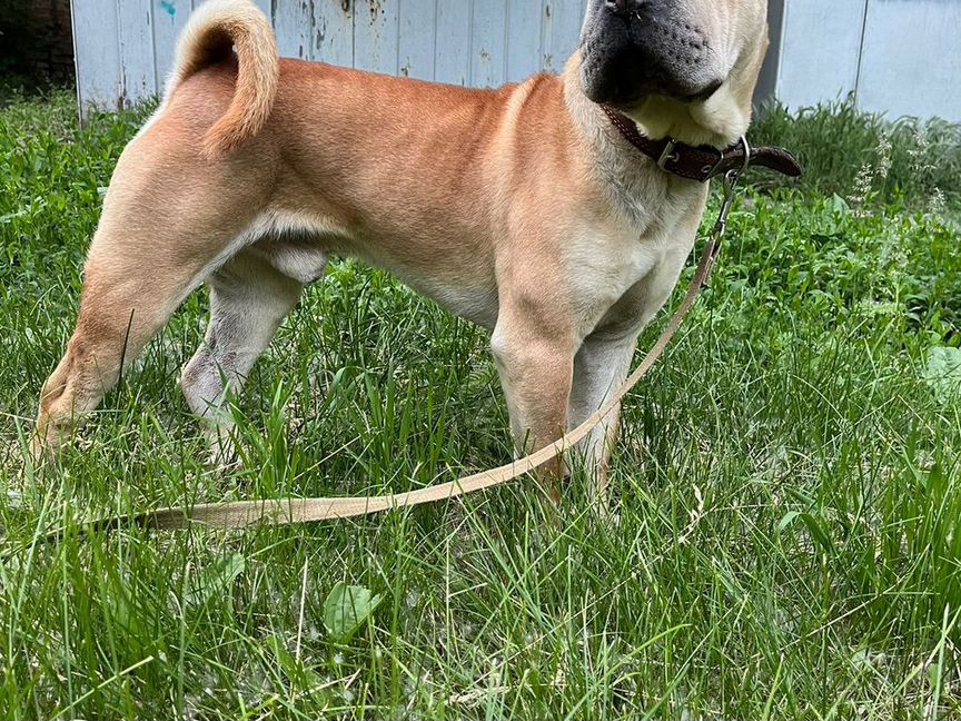 Случка Шарпей