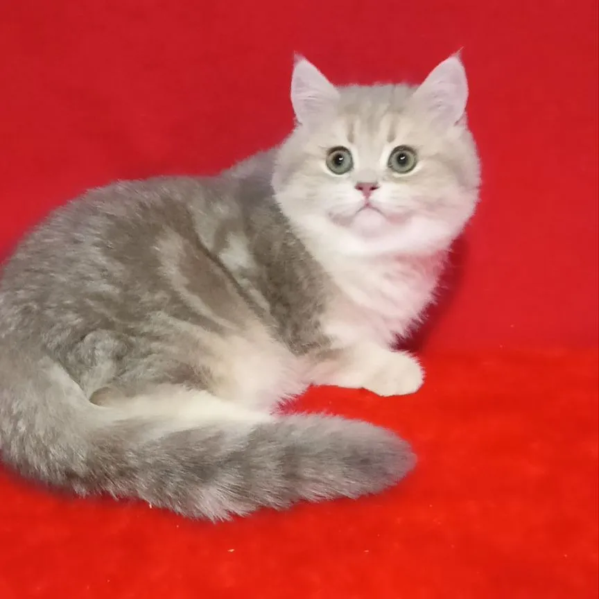 Котик окрас голубой мрамор на золоте