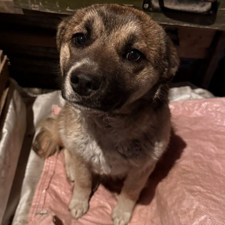 Взрослая собака в добрые руки