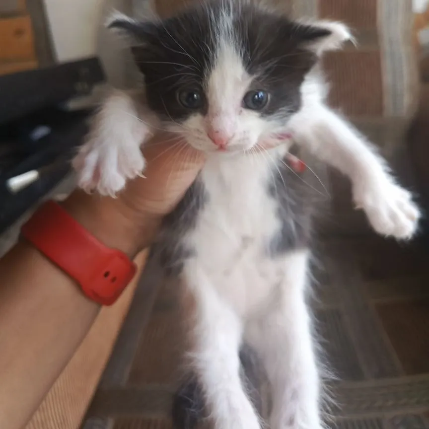 Котята в добрые руки бесплатно