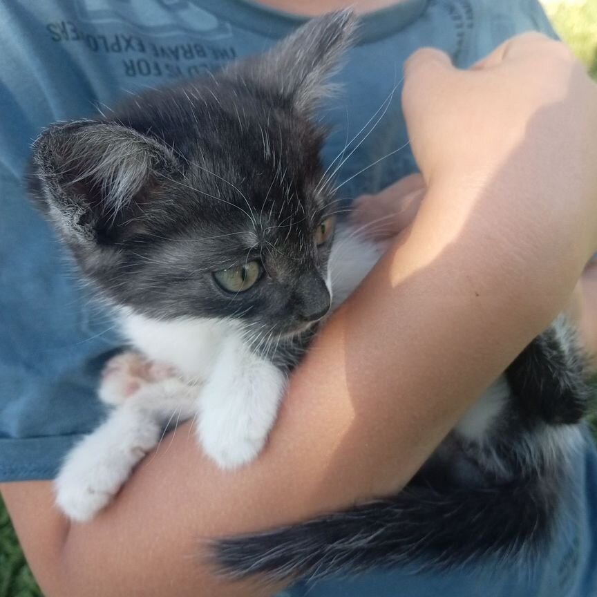 Котёнок в добрые руки