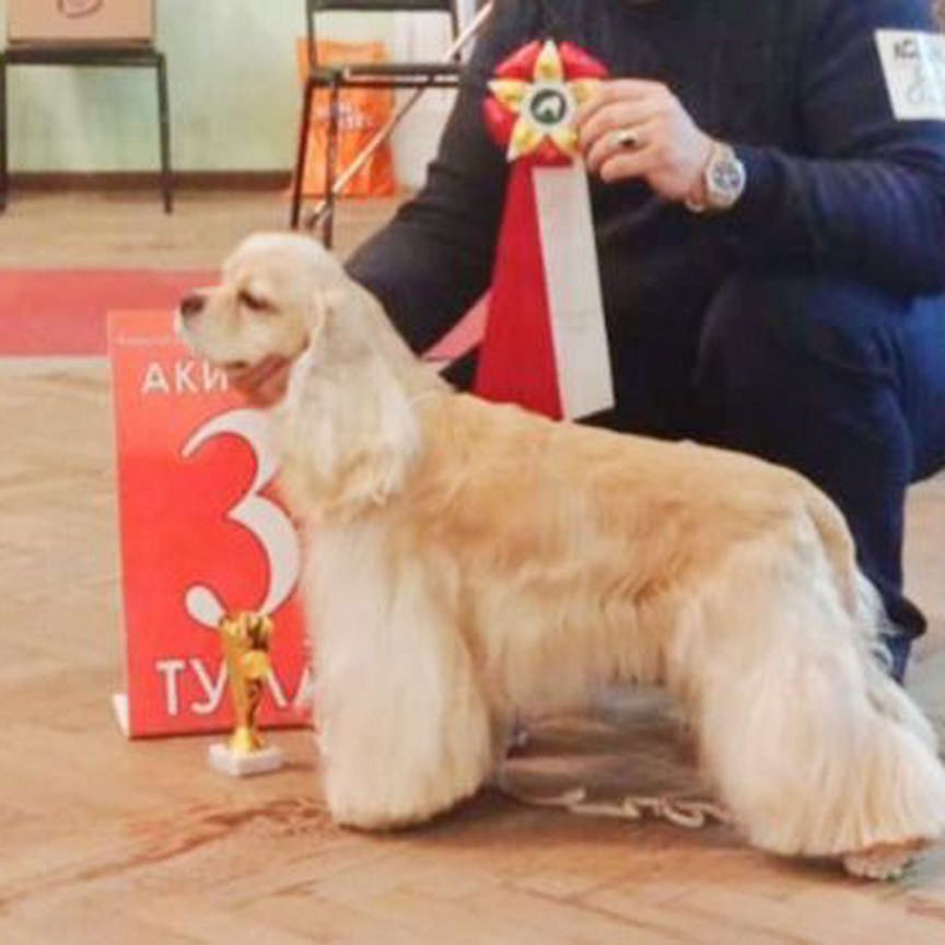 Вязка кобель