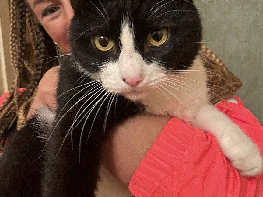 Домашний котик метис 5 лет в добрые руки