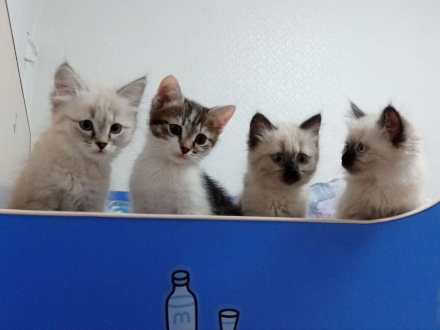 Котята метисы