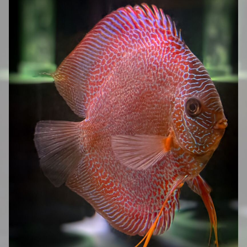 Дискусы - Pantera Eruption & Blue Diamond SS