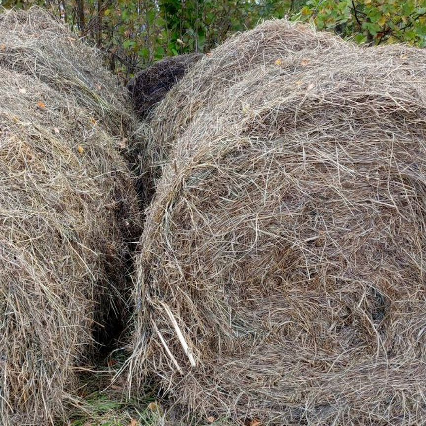 Продам сено в рулонах