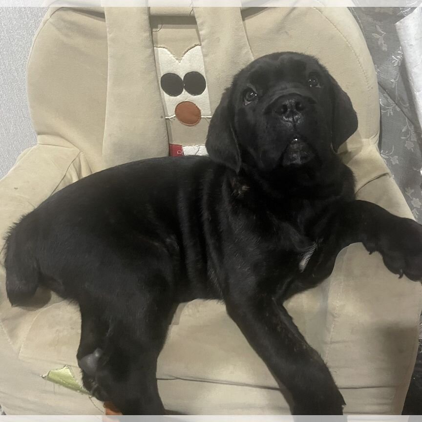 Кане-корсо, щенок