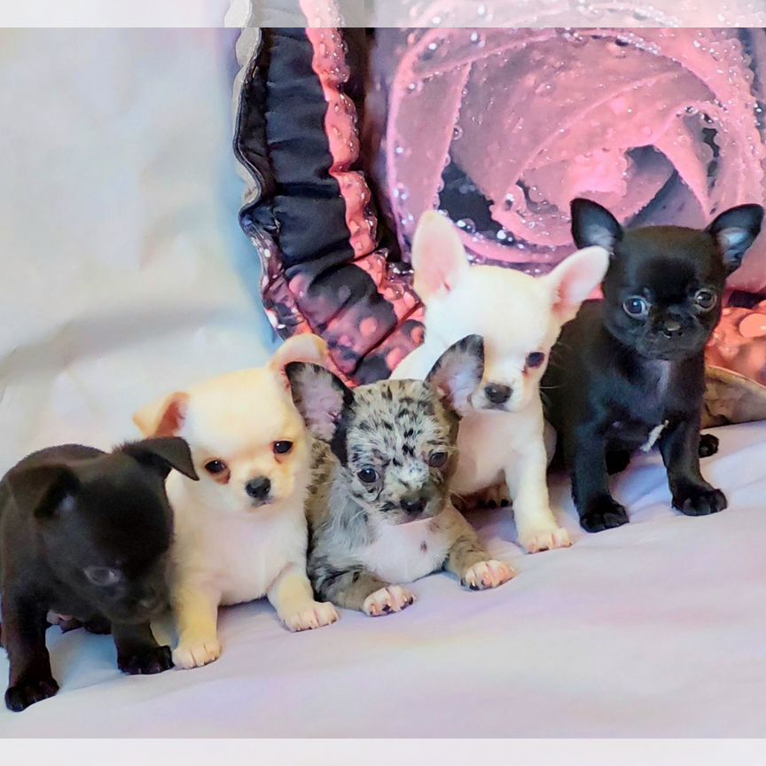 Чихуахуа, щенок