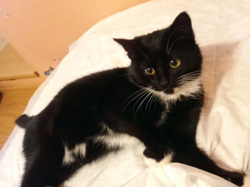 Котёнок девочка