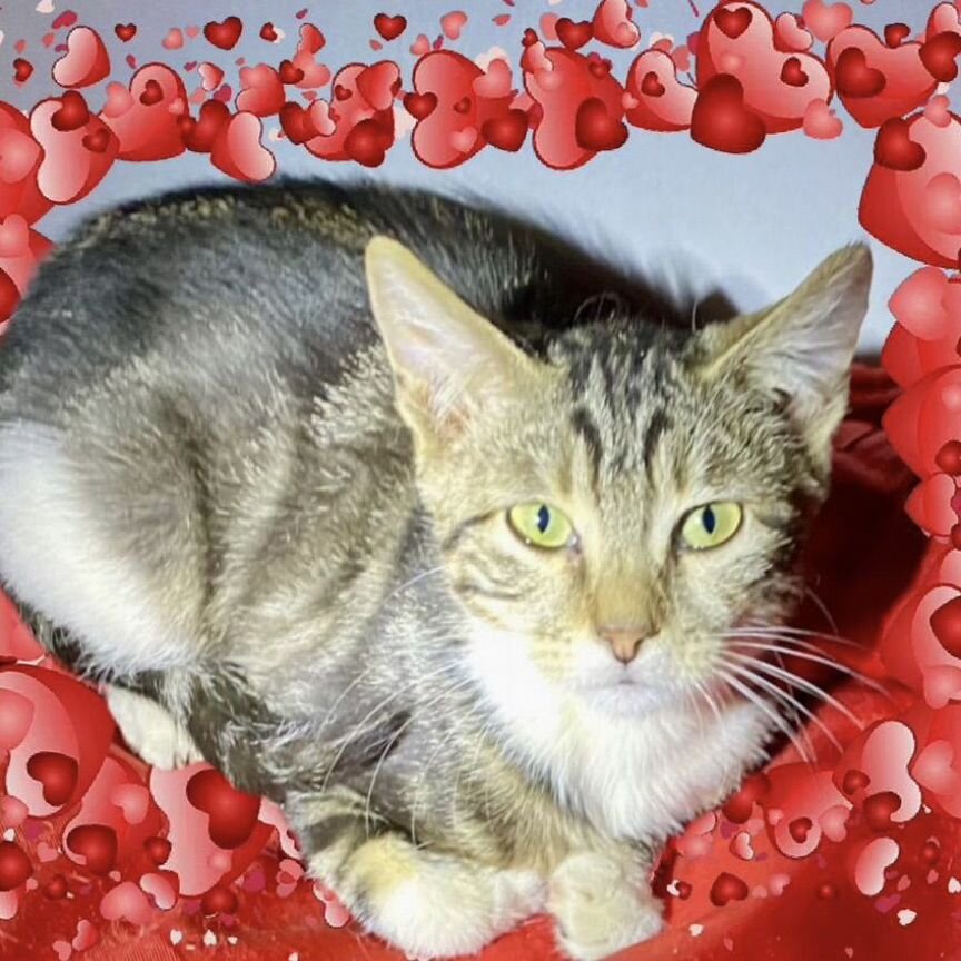 Котик