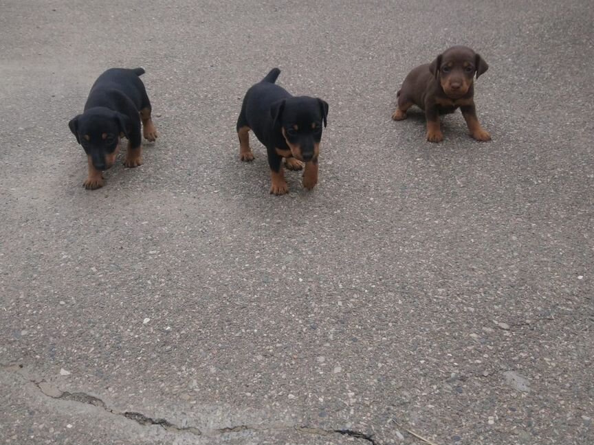 Щенки ягдтерьера