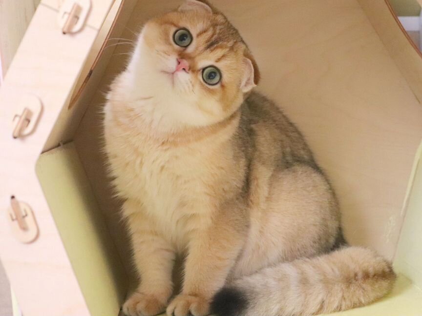 Шотландская девочка, скоттиш фолд, ny11