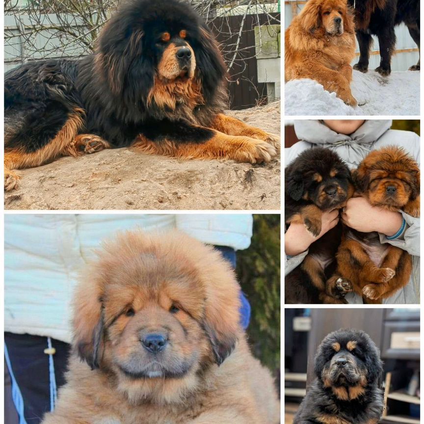 Тибетский мастиф щенки