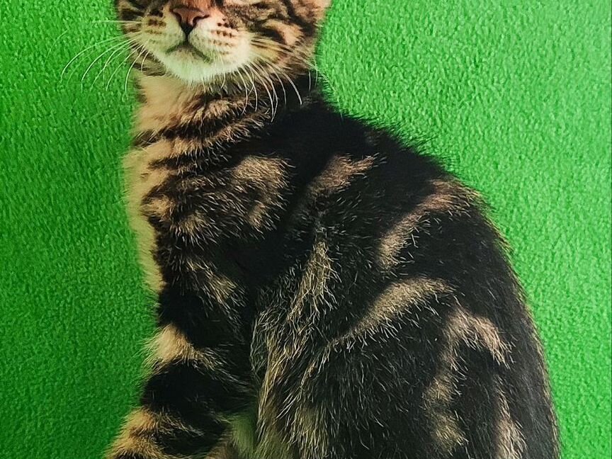 Курильский бобтейл