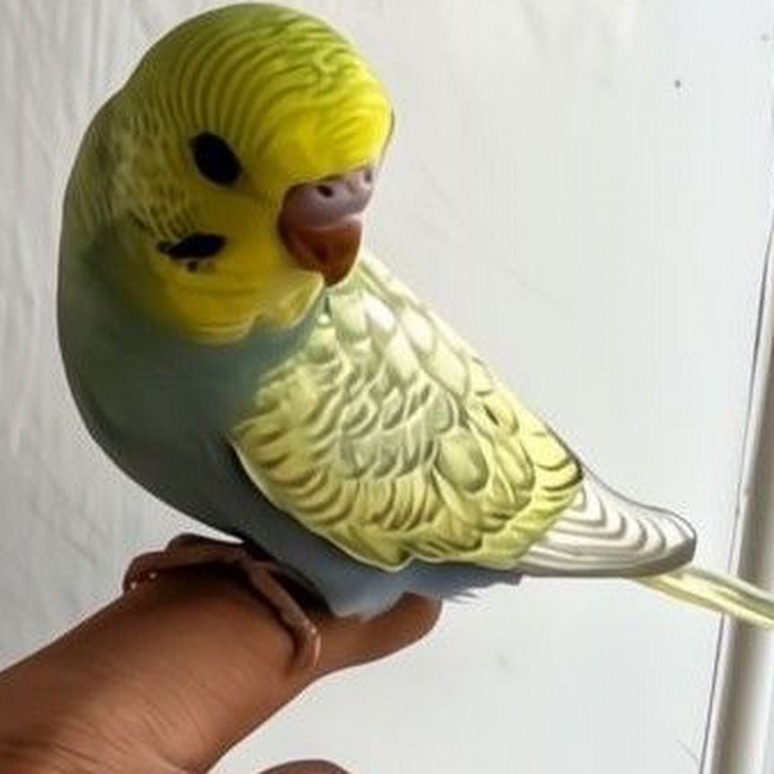 Волнистый попугай малыш говорящие