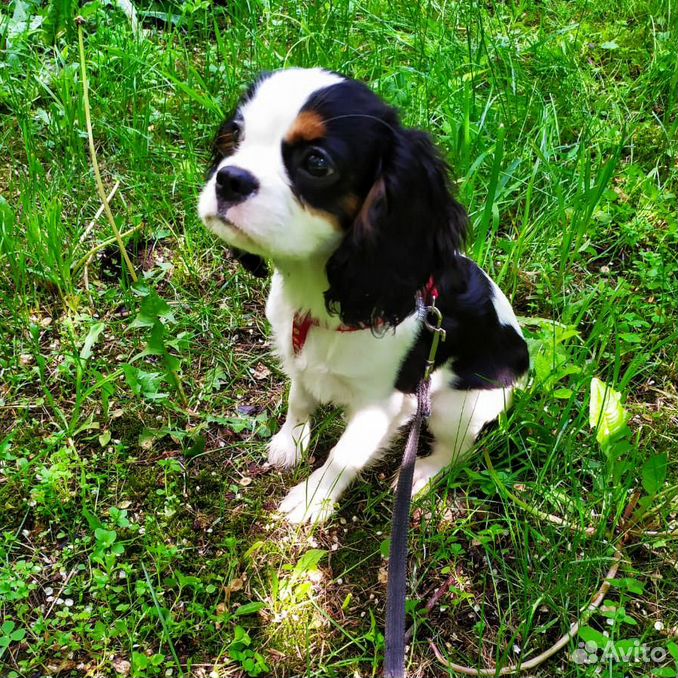 Щенята. Кавалер Кинг Чарльз спаниели