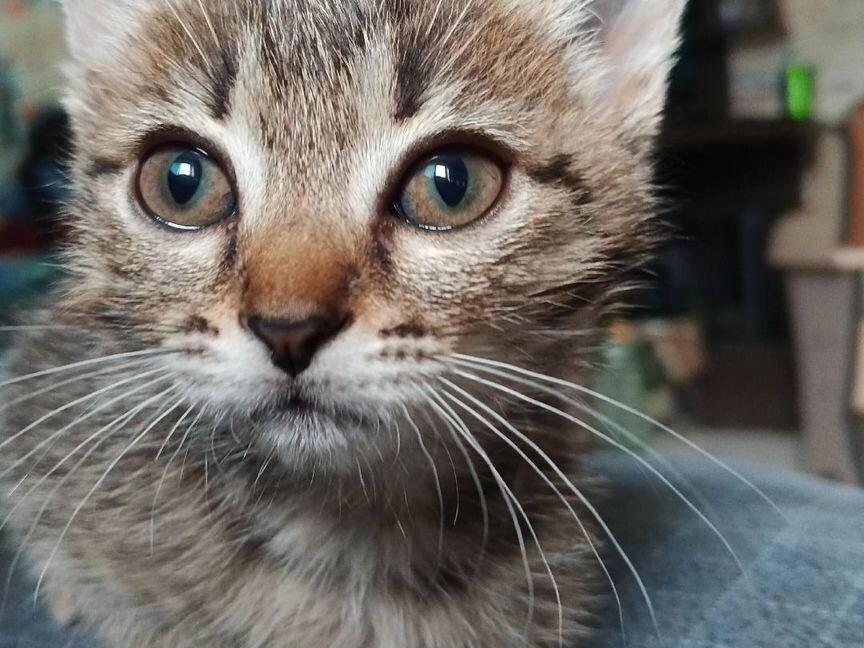 Кошка в дар бесплатно