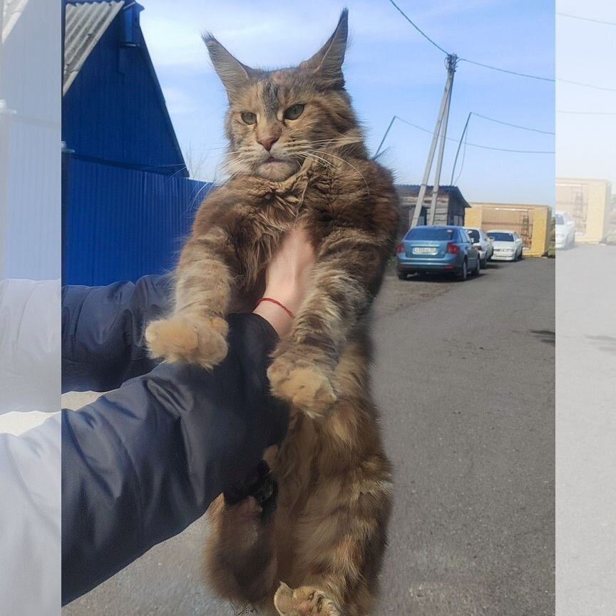 Мейн-кун, взрослая кошка