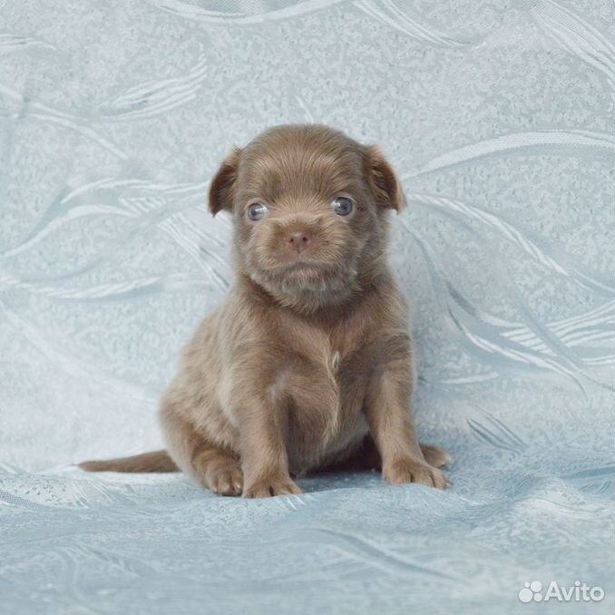Сиреневое" чудо