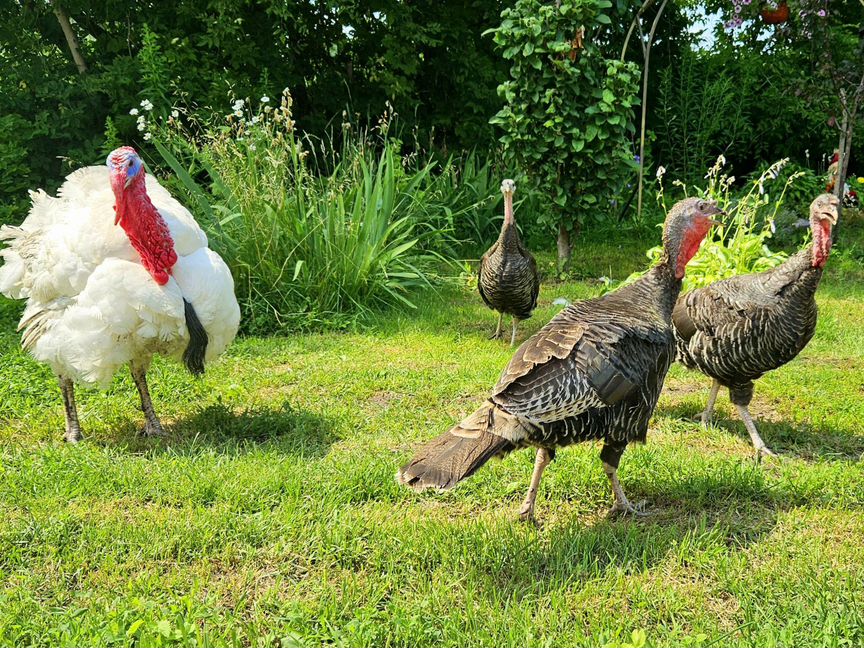 Семья взрослых индюков 3+1