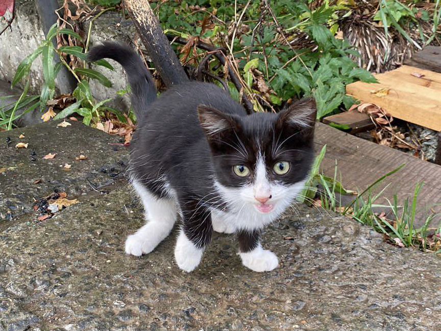 Кошки брошены хозяином на улице