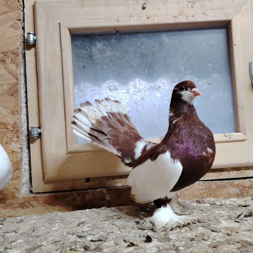 Статный красногрудый ленточный