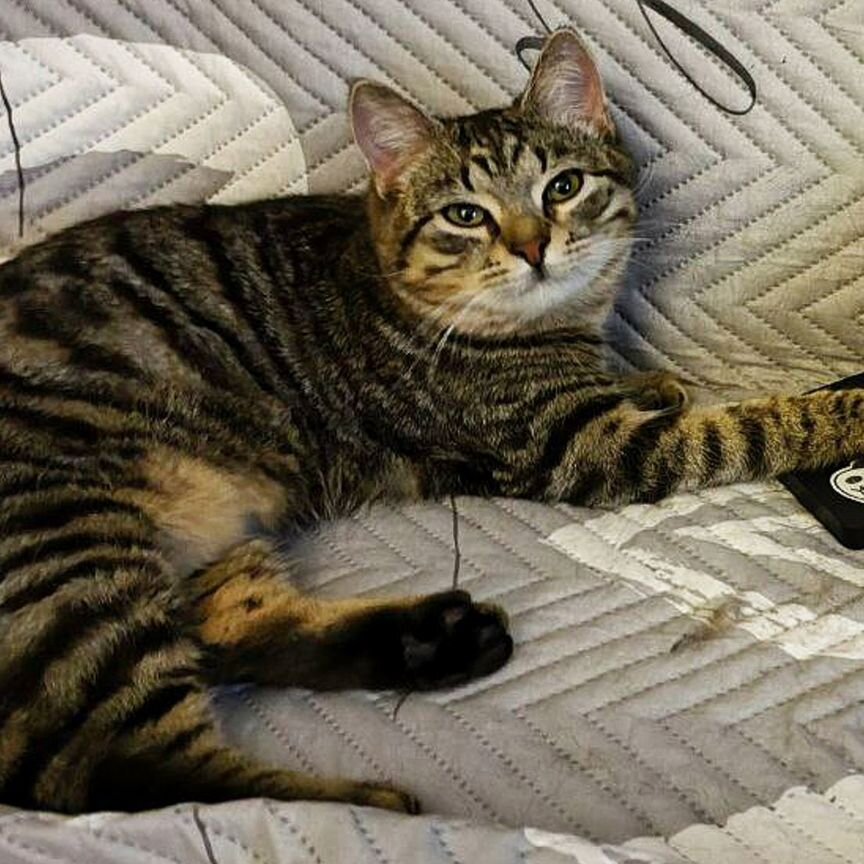 Отдам котенка в добрые руки бесплатно