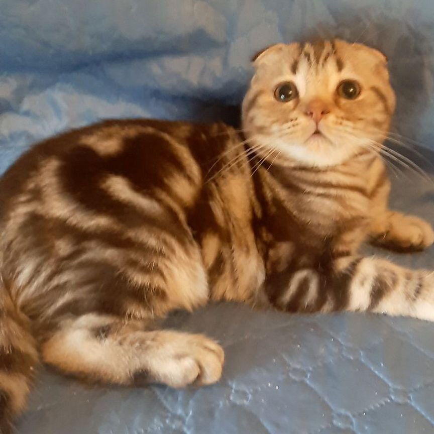 Шотландский вислоухий короткошёрстный котёнок