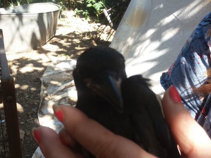 Сорока по кличке сара вместе с клеткой