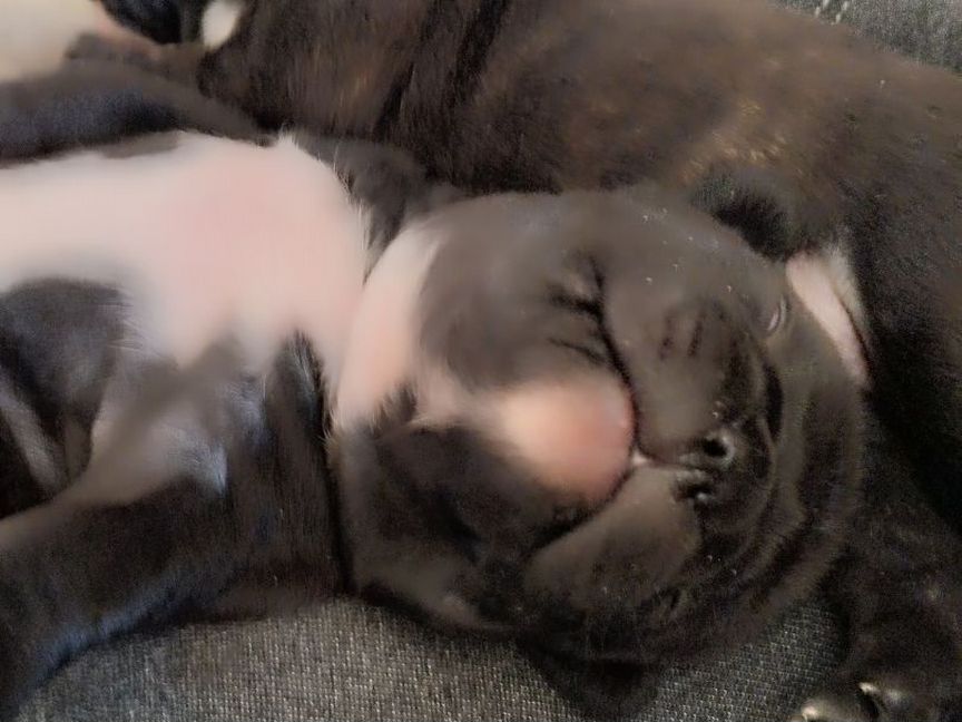 Французский бульдог щенки