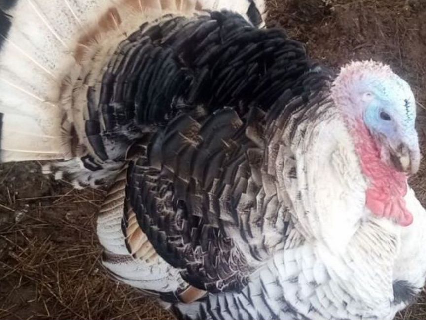 Домашняя птица индюк