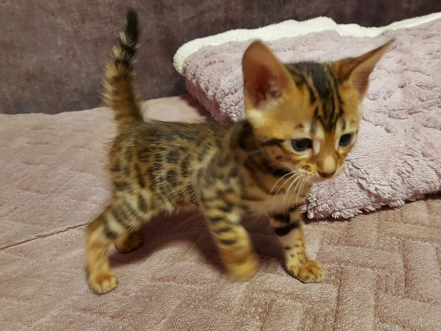 Бенгальская кошка