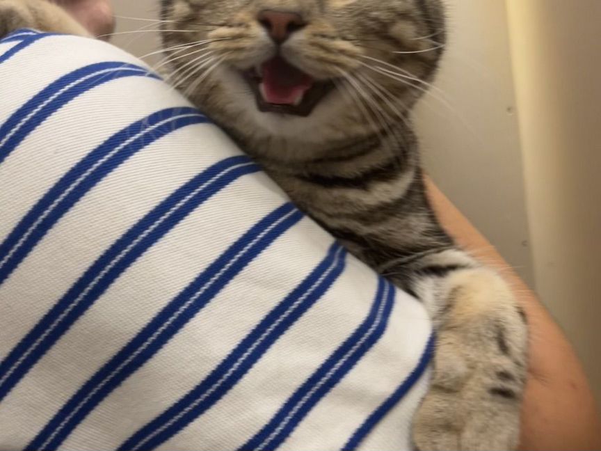 Шотландский кот вязка