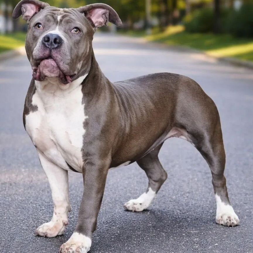 Американский стаффордширский терьер, щенок