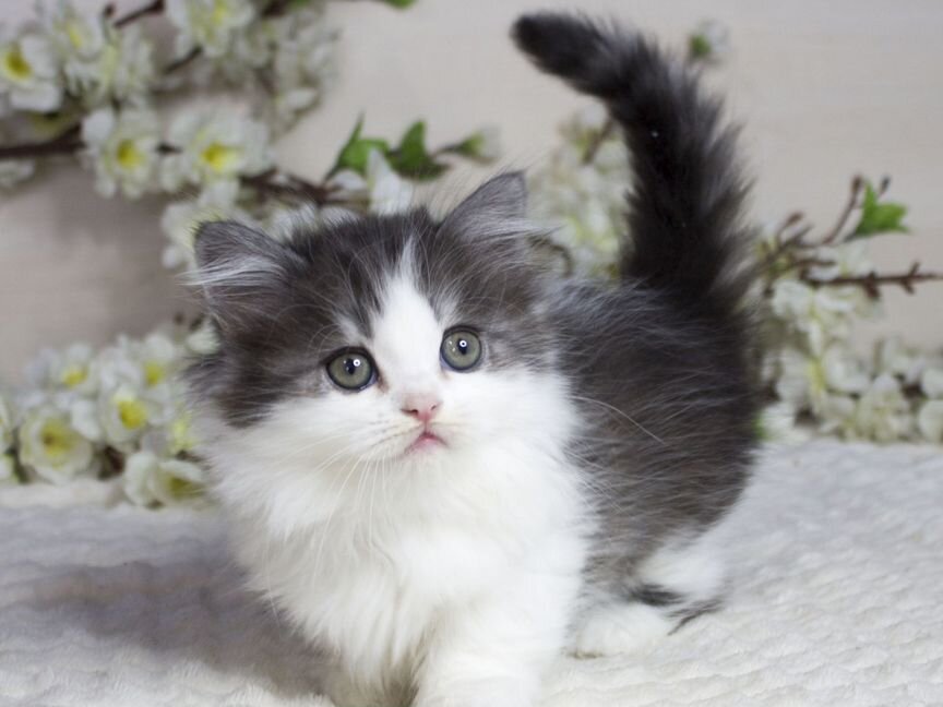 Котята манчкин