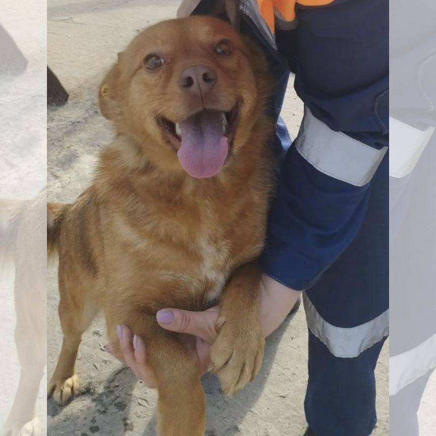 Взрослая собака в добрые руки