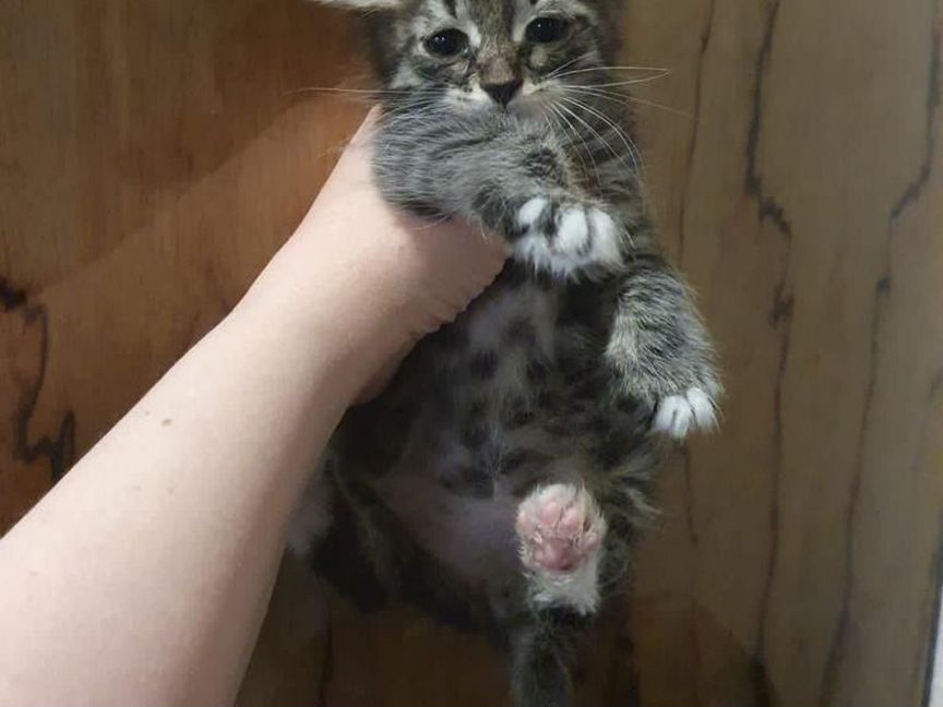 Котенок мальчик 2 месяца в хорошие руки пушистик