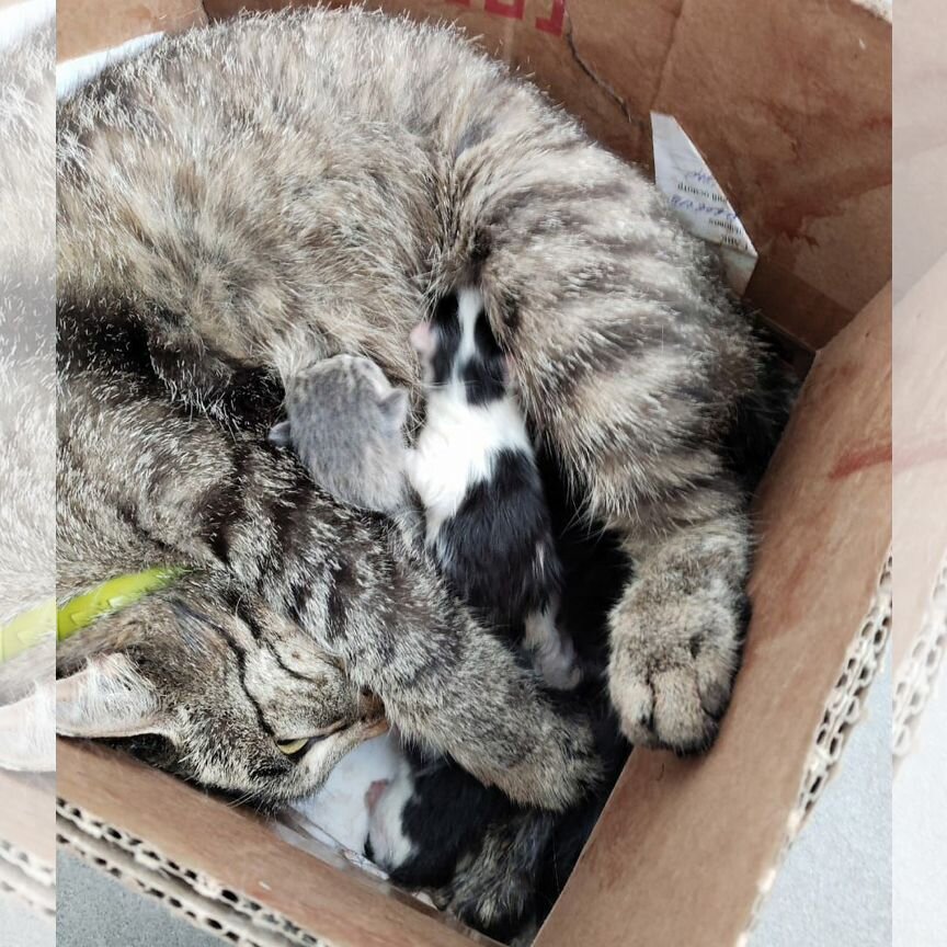 Котёнок в добрые руки